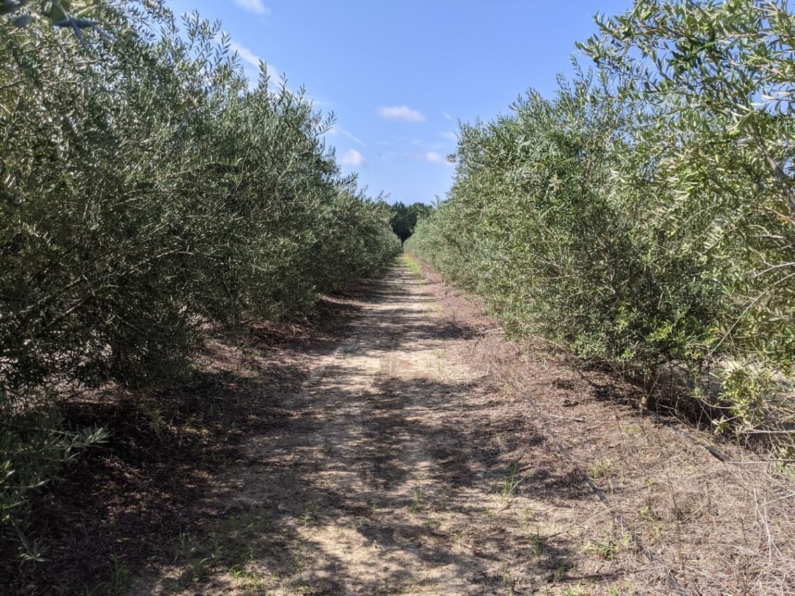 Woodpecker Trail Olive Farm|